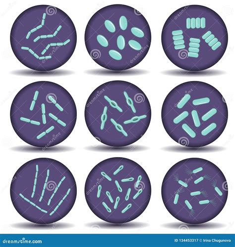 Arrangements Of Green Bacillus Bacteria Stock Vector Illustration Of