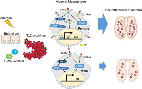 A Schematic Of The Current Model Alveolar Macrophages Become Activated Download Scientific