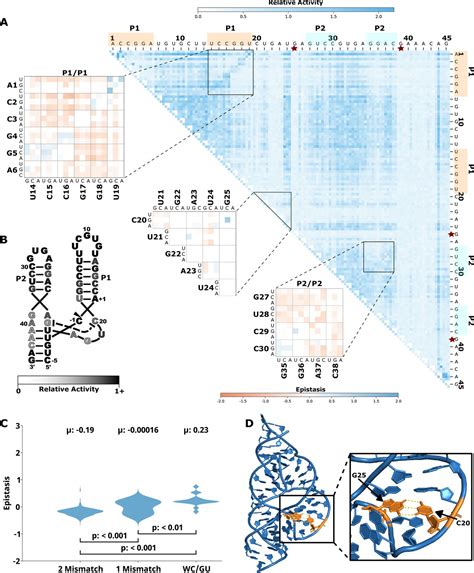Rna Sequence To Structure Analysis From Comprehensive Pairwise Mutagenesis Of Multiple Self
