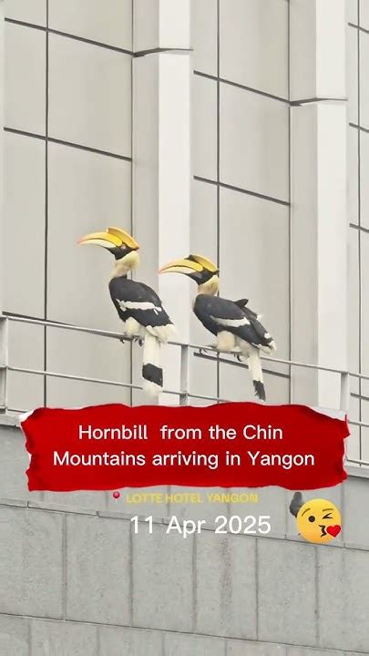 အောက်ချင်းငှက် မြို့တော်ရန်ကုန်ရဲ့ ဟိုတယ် တစ်ခုမှာ တွေ့ရစဉ် Youtube