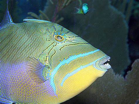 Queen Triggerfish Teeth
