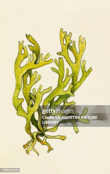 Phaeophyceae Photos And Premium High Res Pictures Getty Images