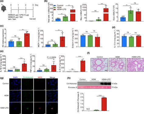 Hdm And Lps Potentiated Neutrophilic Inflammation And Net Formation