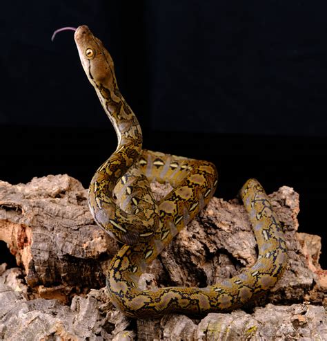 Reticulated Pythons For Sale Rnbreptiles Reticulated Pythons For Sale Rnbreptiles