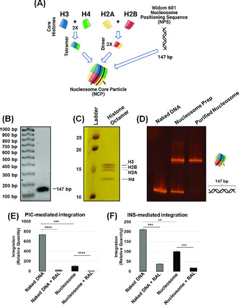 The Nucleosome Is A Barrier To Hiv 1 Integration A Schematic Of The