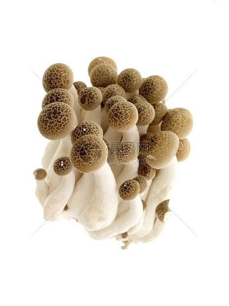 蘑菇房蔬菜菌类白色阁下食物高清图片下载 正版图片321606688 摄图网