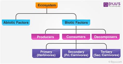 Ecosystem Main Components Of An Ecosystem Biotic Abiotic Byjus