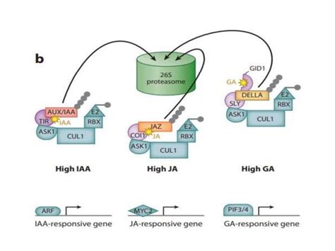 Hormone Crosstalk In Plant Disease And Defense PPTX
