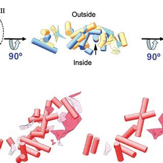 Structural Matching Of The PcV CP Elements Comparison Of PcV And L A Download Scientific