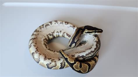 Female Normal Het Puzzle Ball Python Geeky Gecko Creations