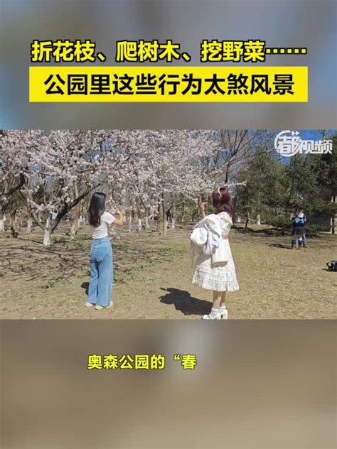 折花枝爬树木挖野菜公园里这些行为太煞风景 手机新浪网