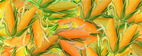 Orange Yellow Corn Background Corn Background Plant Background Image