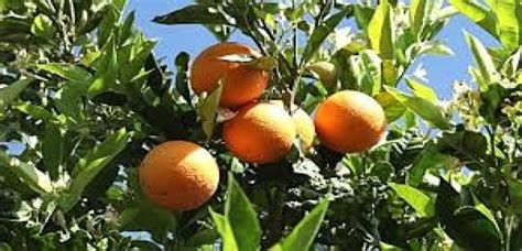 မန္တလေးလိမ္မော်သီးဈေးကွက် Consumer