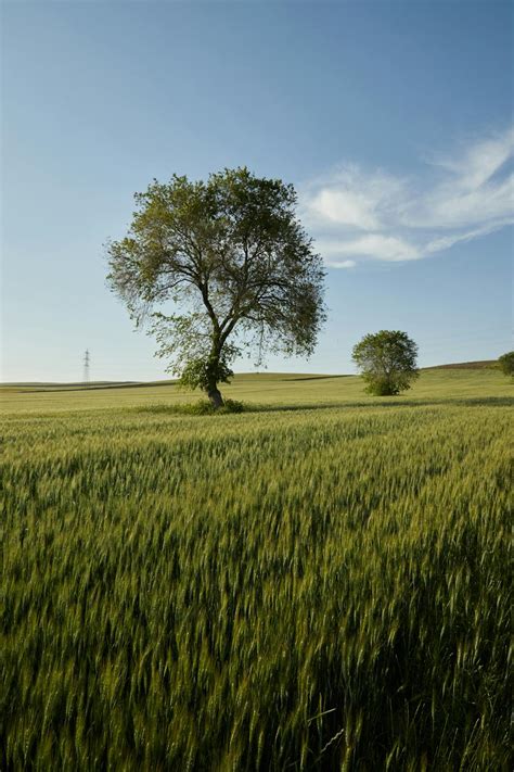 2024년 벽지 2025바탕화면 검정과 녹색 경치 경치가 좋은 고독 고요한 구름 그림 같은 나무 녹색 녹지 놀라운 농업 농작물 농촌의 들판 땅