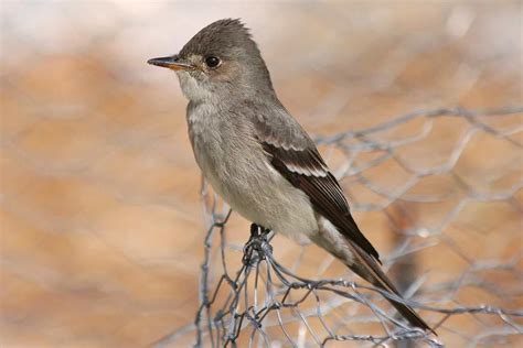 Western Wood Pewee Ebirdr