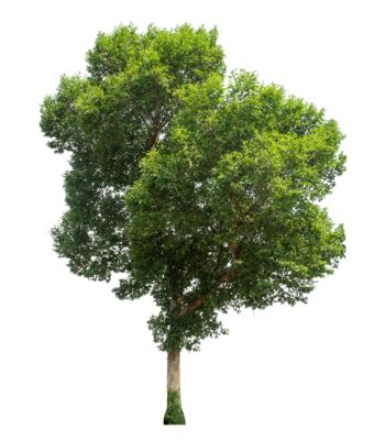 Tree Shadow PNGs For Free Download