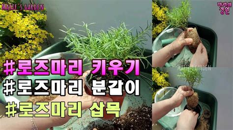 로즈마리 키우기 로즈마리 분갈이 삽목 번식 병충해 허브키우기 Youtube