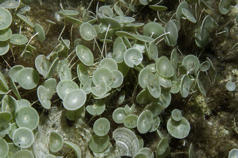 Green Algae Chlorophyta