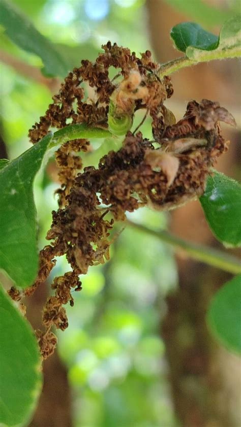 How To Grow Quercus Canariensis Earthone