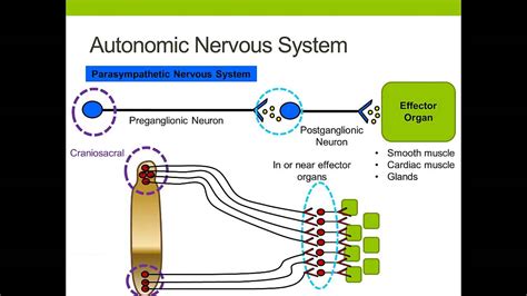 Autonomic Nervous System Example
