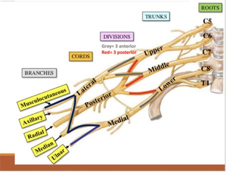 Brachial Plexus Overview Flashcards Quizlet