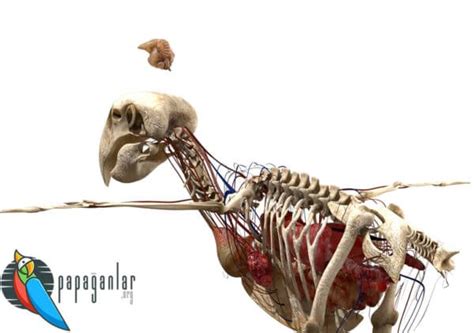 Parrot Digestive System Digestive System In Birds