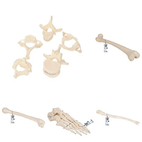 Buy 3b Scientific 5 Vertebrae Foot Skeleton Model Femur Model Tibia Model Fibula Model