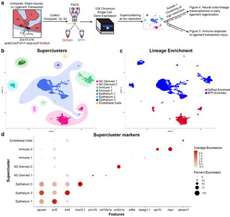 single cell transcriptomics of joint tissue through early ligament