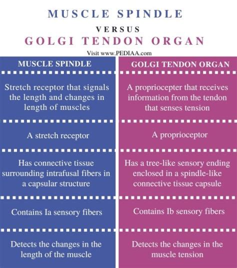 What Is The Difference Between Muscle Spindle And Golgi Tendon Organ