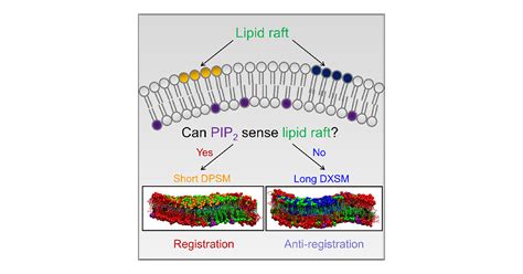 Phosphatidylinositol 45 Bisphosphate Sensing Lipid Raft Via Inter