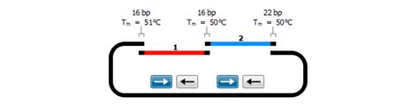 Simulate Gibson Assembly