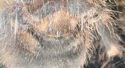 A Geniculata Ventral Sexing Rtarantulas