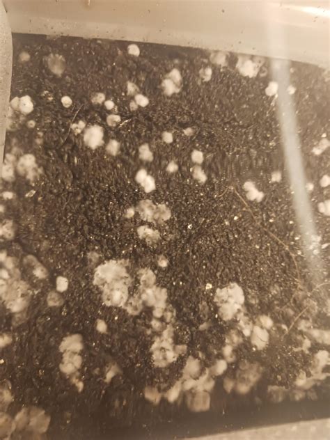 Bulk Spawn Looking Good R Shroomery