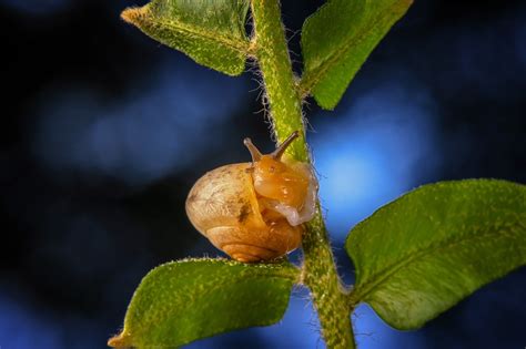 Snail Shell Creature Free Photo On Pixabay Pixabay