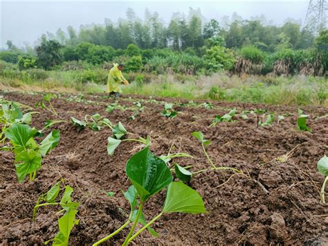 屯溪区阳湖镇三充村：红薯栽苗忙 不负好时光 文明村镇 黄山文明网