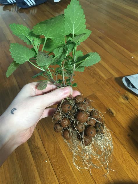 My Catnip Is Having A Great Time In Leca Heres Some Root Porn R Hydroponics