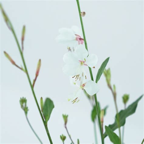 Gaura Lindheimeri Gaura Lindheimera Hortorus