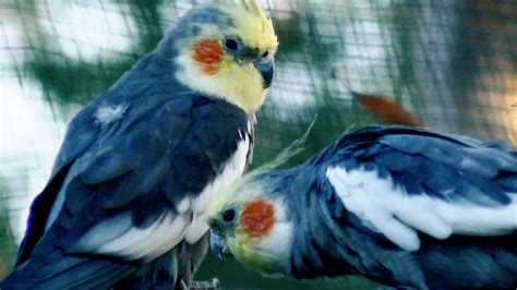 Cockatiel Eggs Guide 101 All Your Questions Answered