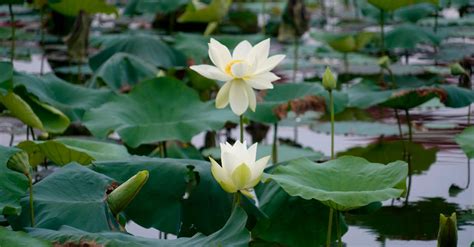 고요한 고요함 꽃 꽃무늬 꽃잎 님페이아 명상 물 민물 반사 선 가든 성장 수련 수생 수초 순수 식물 생활 식물군 식물원 식물의 식물의