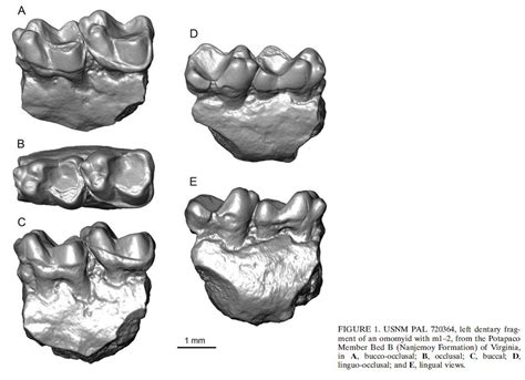 Show Your Primate Fossils Member Collections The Fossil Forum