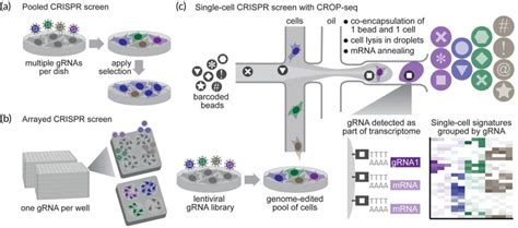 The Main Methods Of Crispr‐based Screens A Pooled Crispr Screens The Main Methods Of Crispr‐based Screens A Pooled Crispr Screens