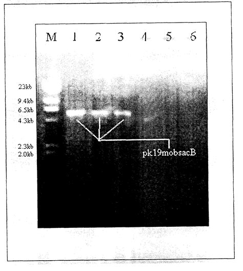 Method Of Rapidly Eliminating Antibiotic Resistant Plasmids In E Coli Eureka Patsnap