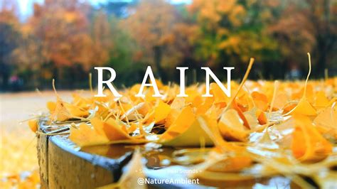 서울숲에서 듣는 가을 비 내리는 소리 Youtube