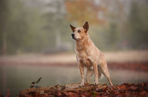 ТОП 10 самых умных собак 26 06 23 18 15 Пикабу