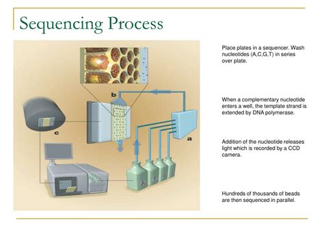 Ppt Error Model For Massively Parallel 454 Dna Sequencing