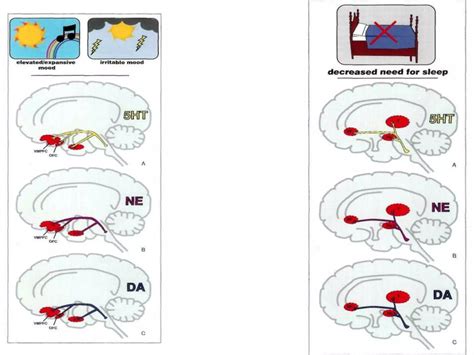 Neurobiology And Functional Brain Circuits In Mood Disorders Pptx Brain And Nervous System