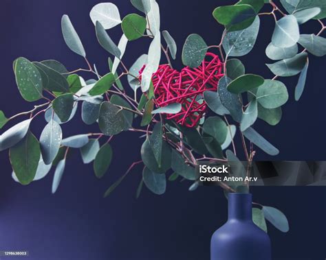 고리버들 하트 모양의 모습은 어두운 배경에 신선한 유칼립투스의 자연 가지의 단풍 중 하나입니다 발렌타인 데이 어머니의 날을위한 구성 공간을 복사합니다 0명에 대한 스톡 사진