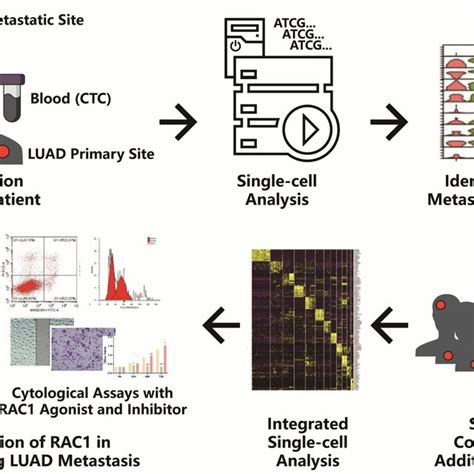 Pathological Evidence Of Luad Patients A B Compared With Normal Download Scientific Diagram