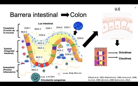 17 Salud Intestinal Qué Hacer Para Mejorarla