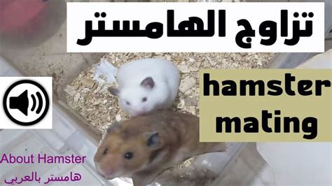 تزاوج الهامستر تعلم الطريقة االمناسبه لجمع الذكر والانثى للتزاوج